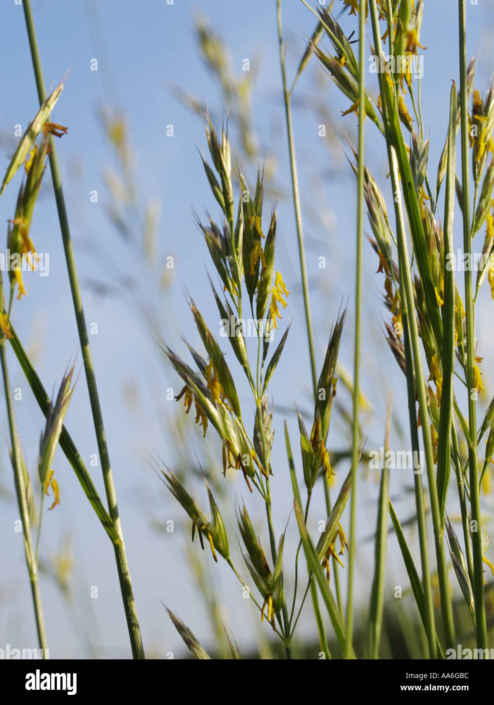 grass, bloom, pollen Stock Photo - Alamy