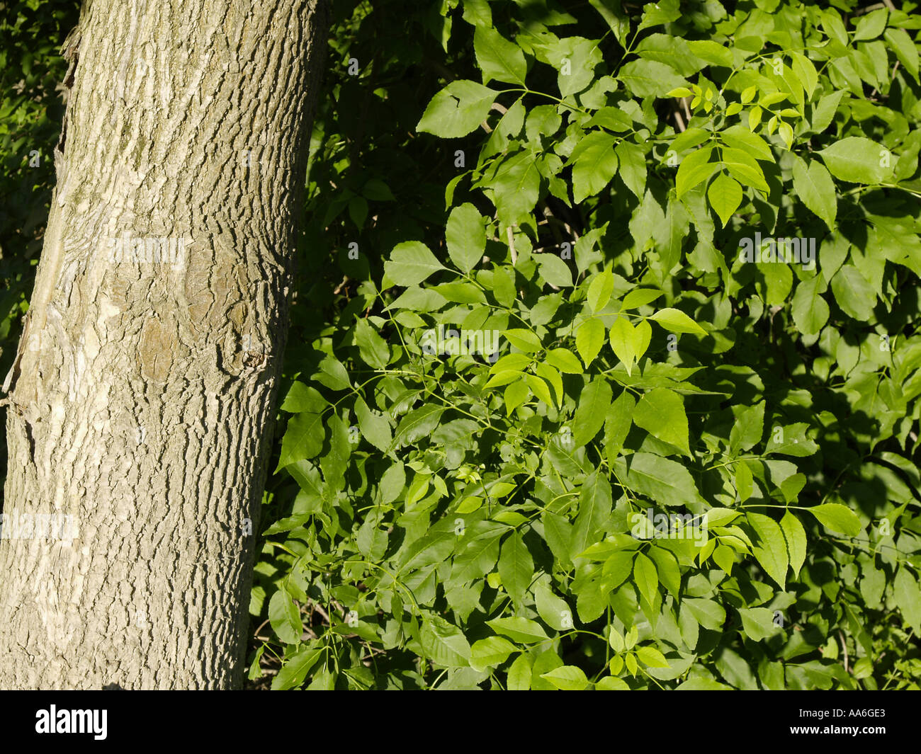 tree trunk next to a bush Stock Photo - Alamy