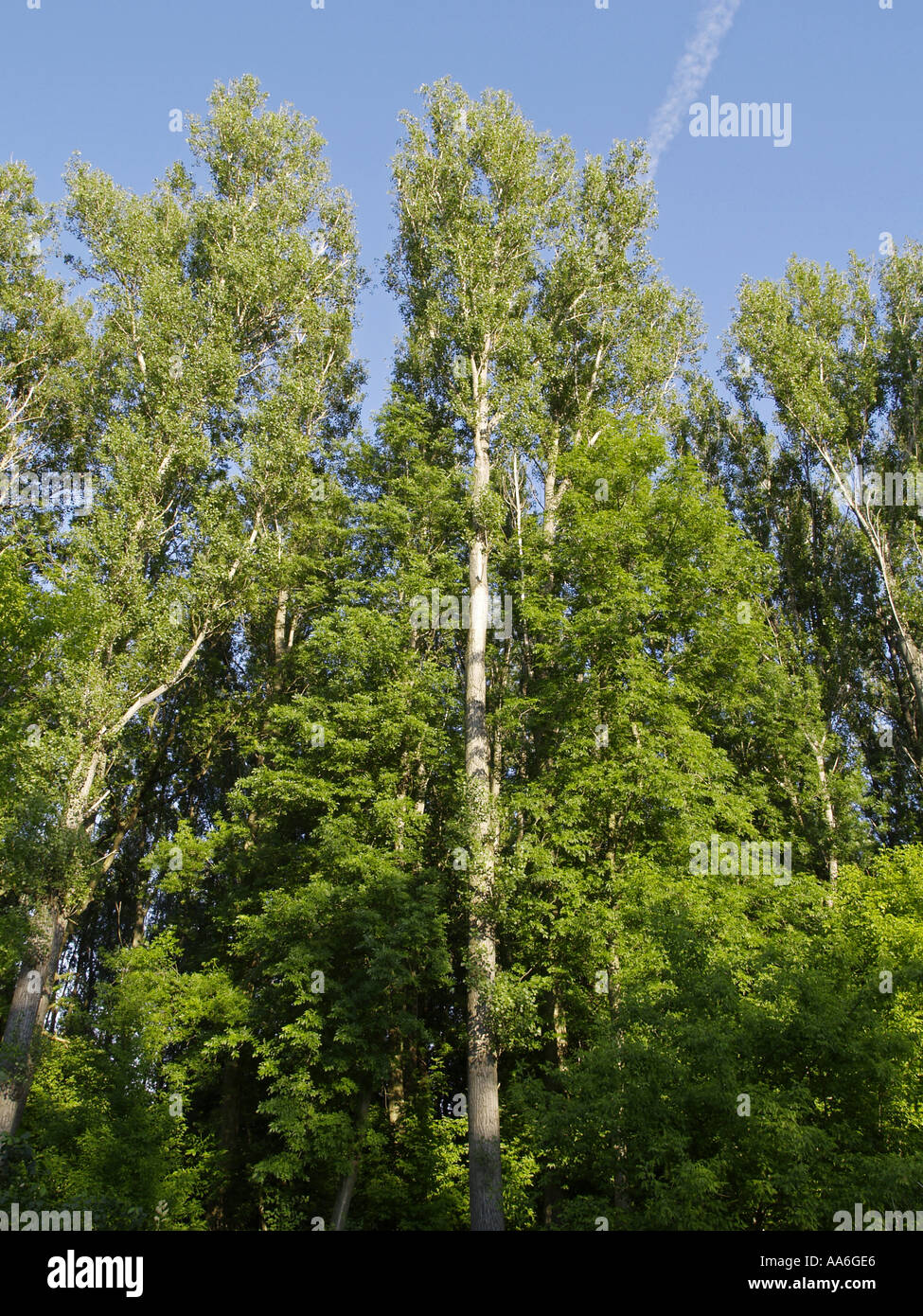 Poplar forest hi-res stock photography and images - Alamy