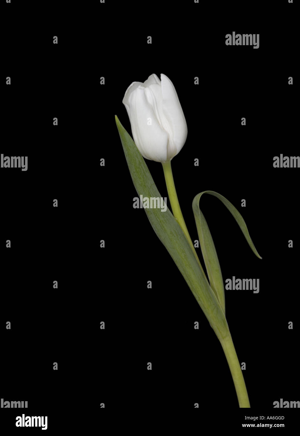 a single white tulip against a black background Stock Photo - Alamy