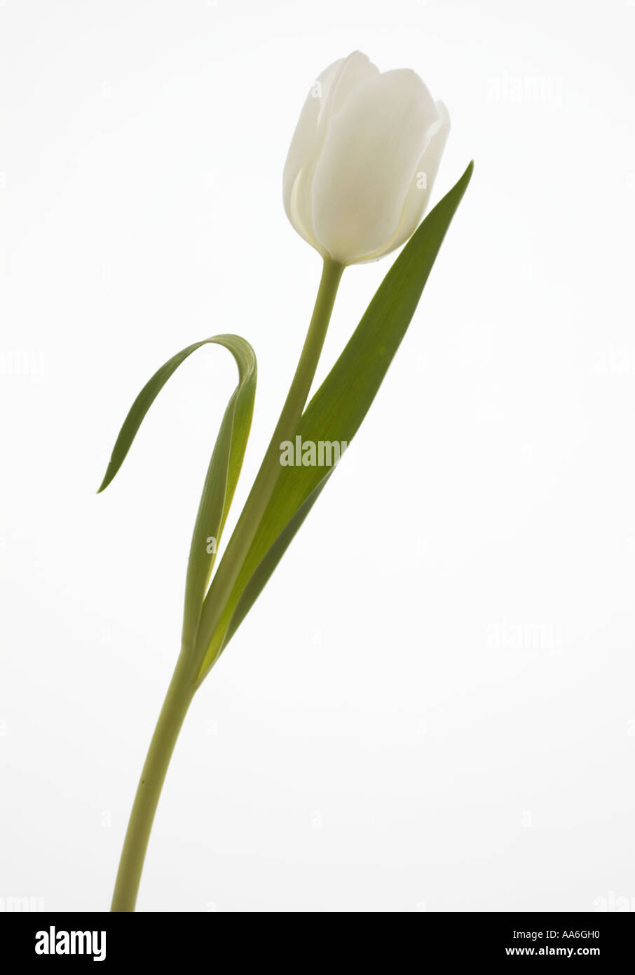 a single white tulip against a white background Stock Photo - Alamy