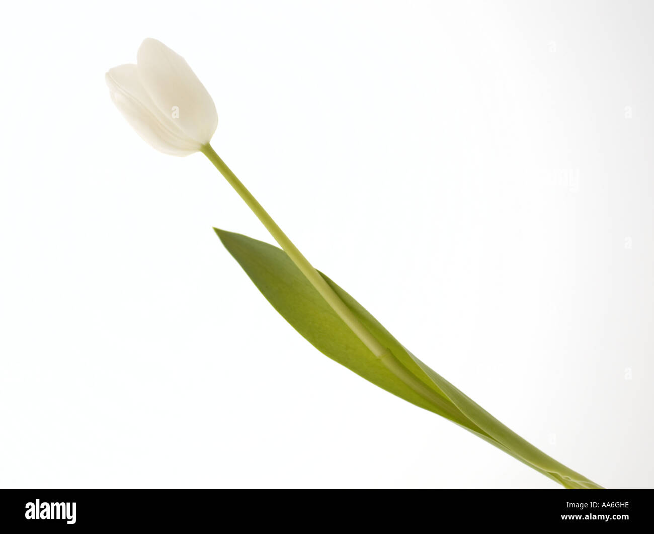 a single white tulip against a white background Stock Photo - Alamy