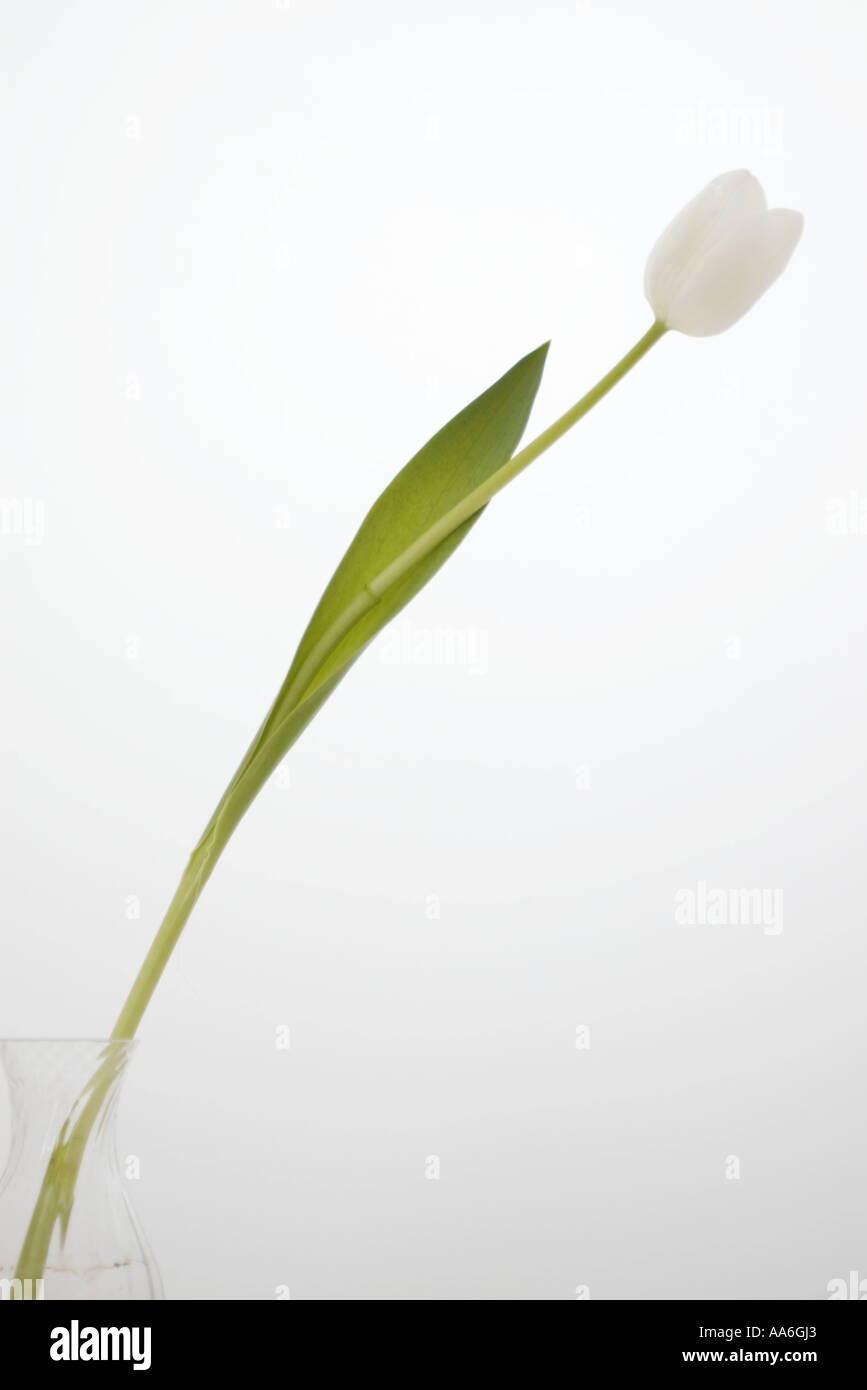a single white tulip against a white background delicately poised in a ...