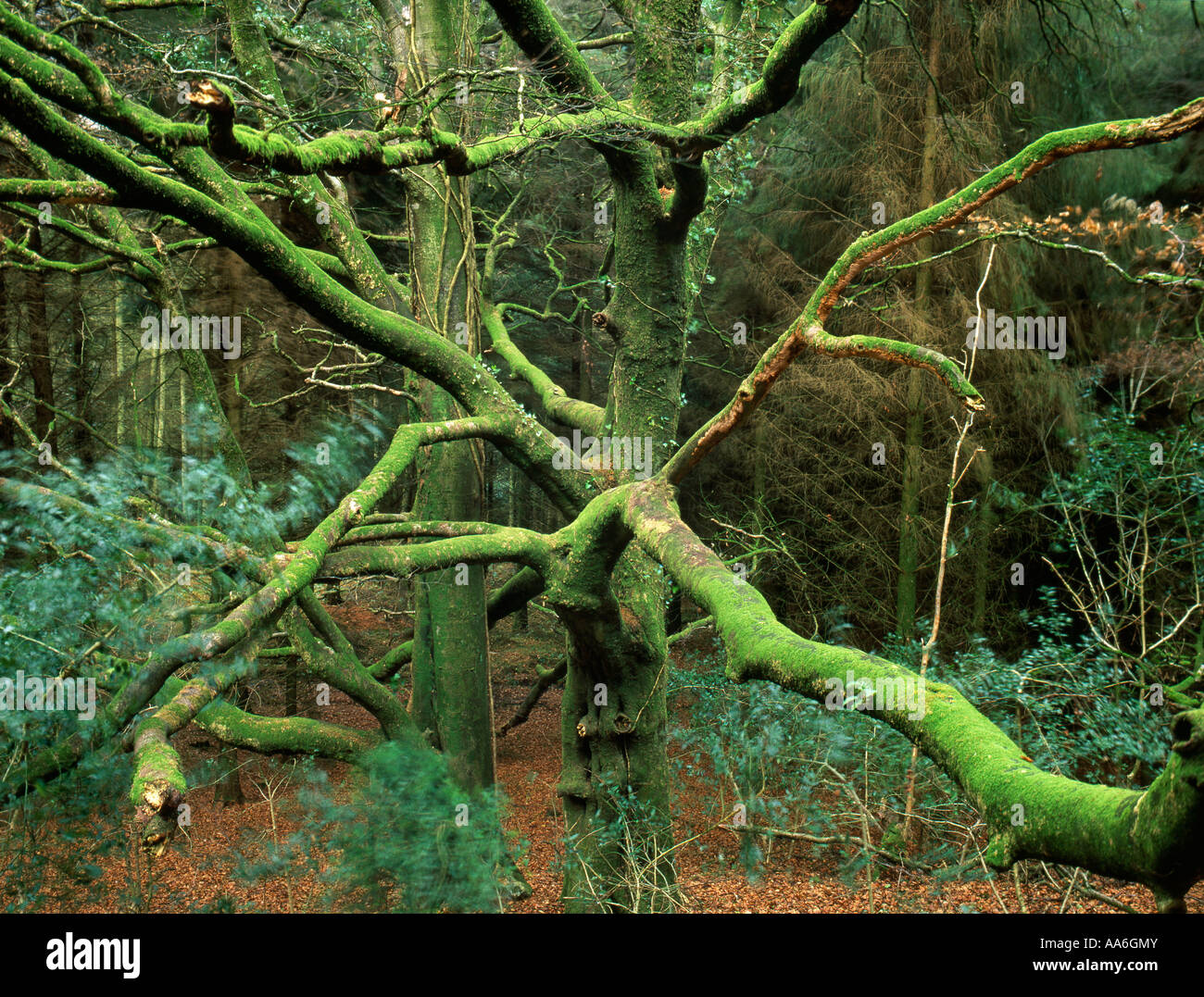 Moss covered tree in Buckland Wood in the Blackdown Hills Area of ...