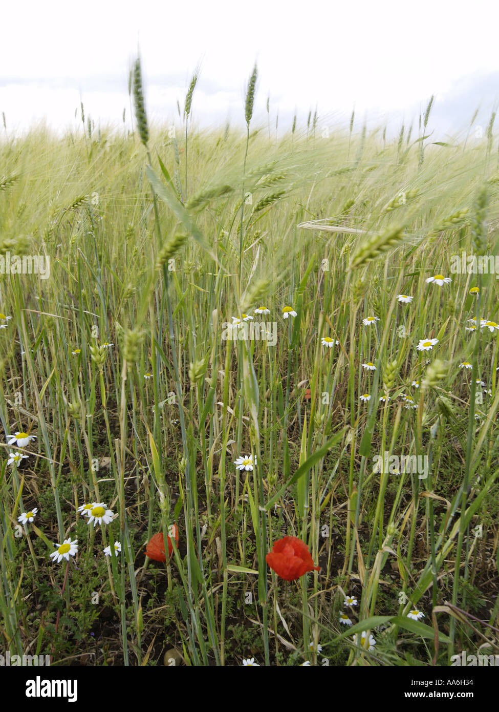 cereals corn field red corn poppy Stock Photo - Alamy