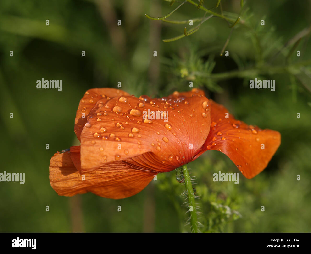 red corn poppy, rain drops Stock Photo - Alamy