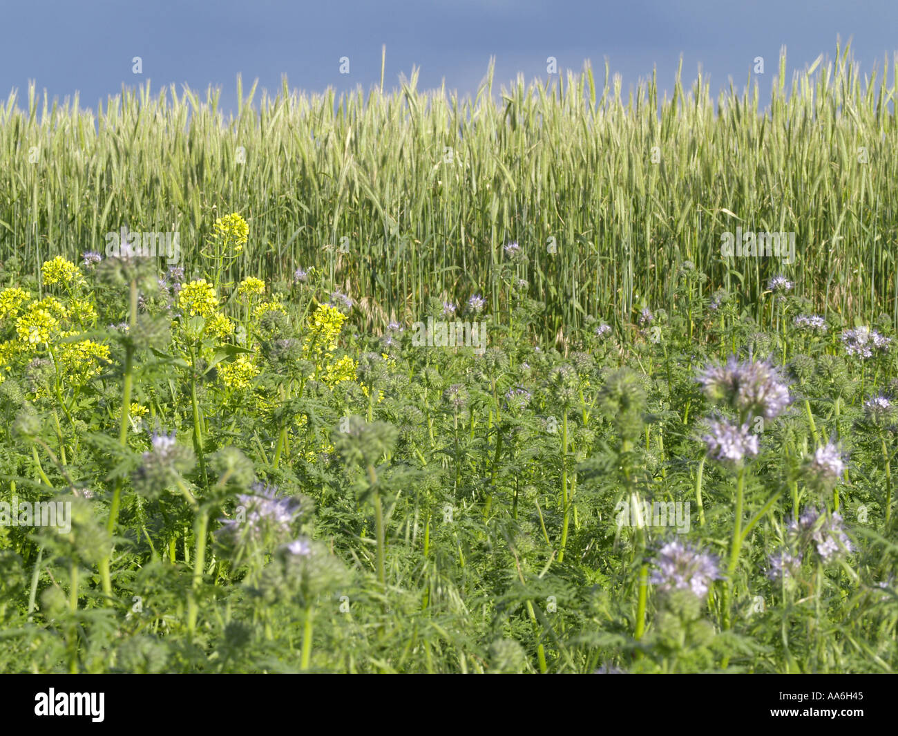 cereals, corn, clouded sky, field, meadow Stock Photo - Alamy