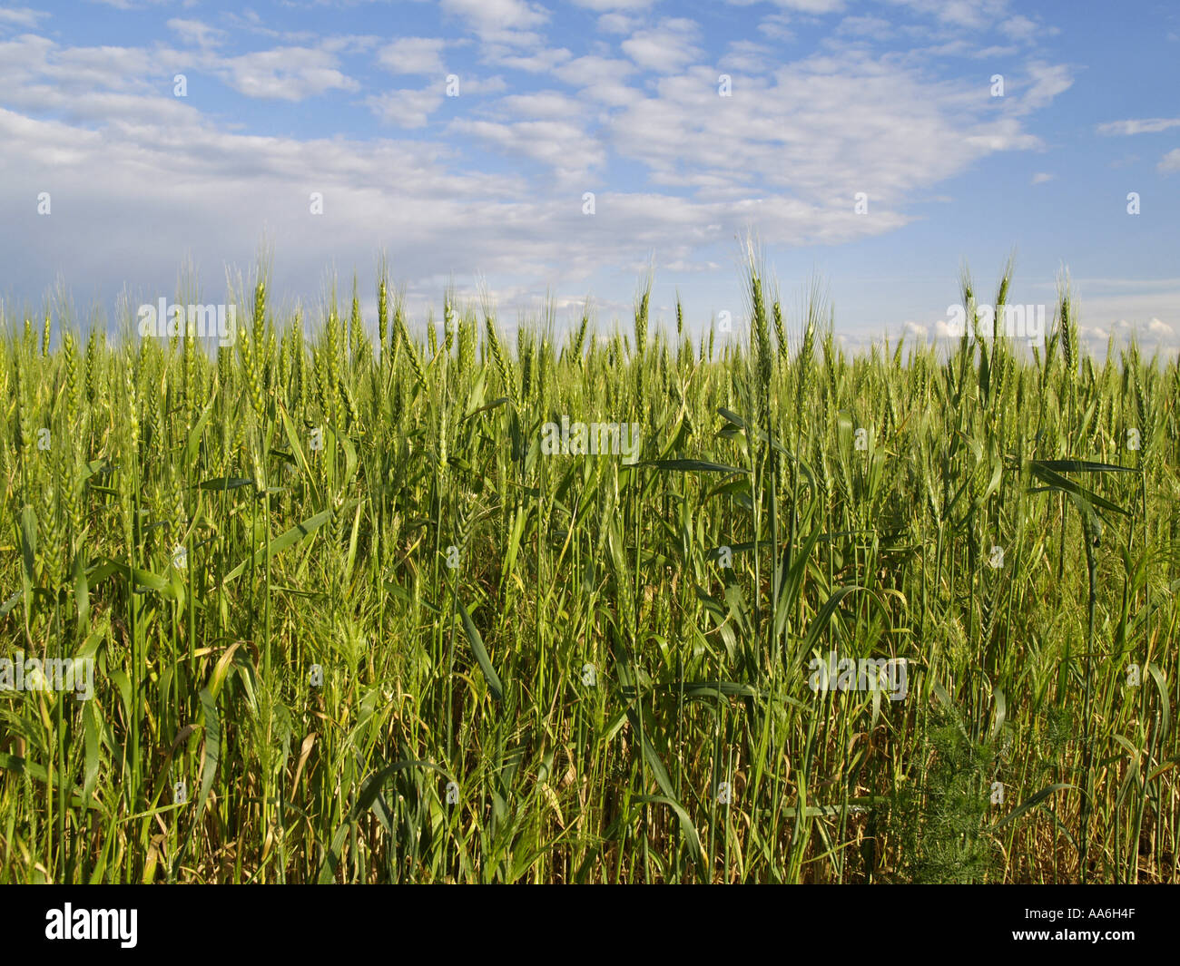 cereals, corn, clouded sky, field Stock Photo - Alamy