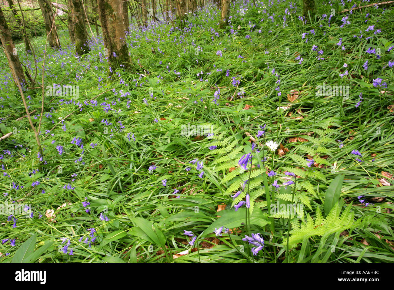 Blubell High Resolution Stock Photography and Images - Alamy