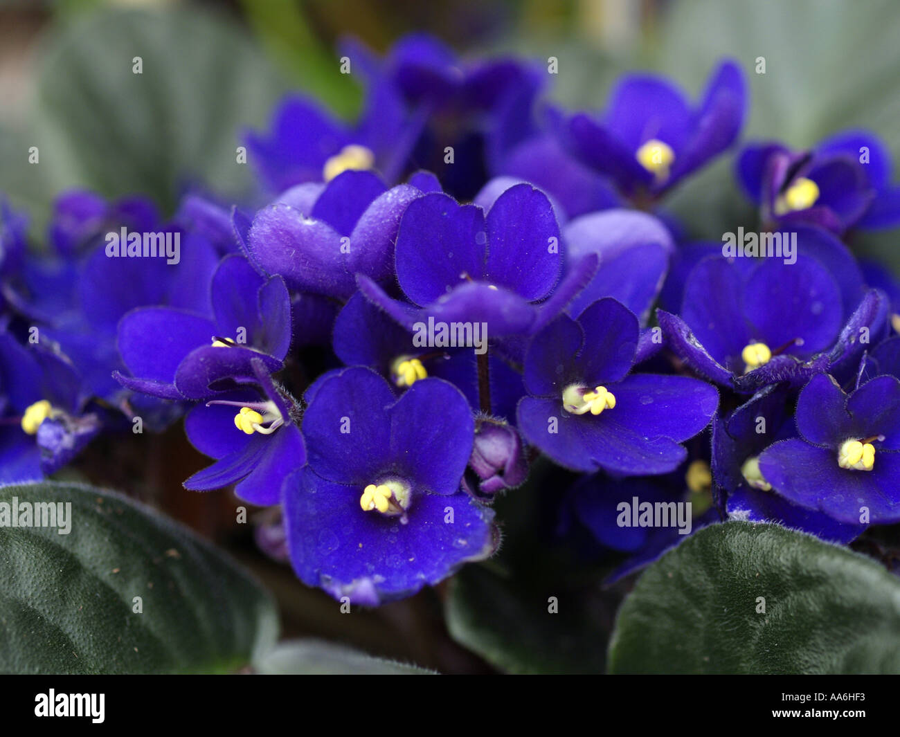 BUGA 2005 Federal Garden Exhibition 2005 Munich Bundesgartenschau Stock ...