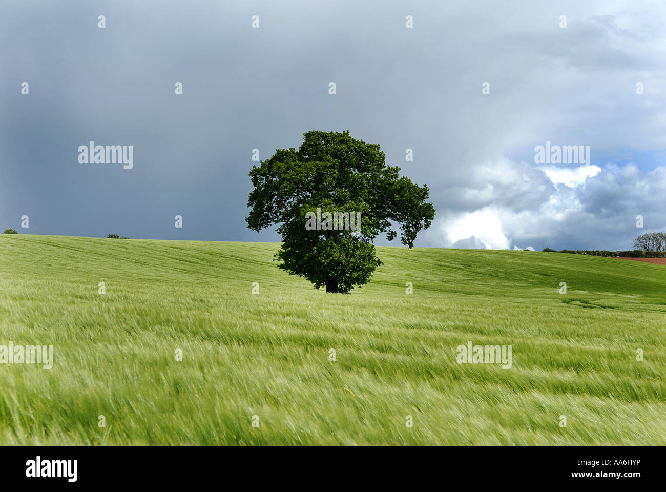 Single tree in field Stock Photo - Alamy
