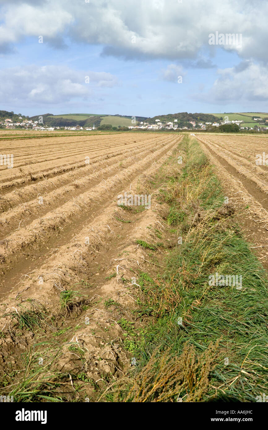 Great field hi-res stock photography and images - Alamy