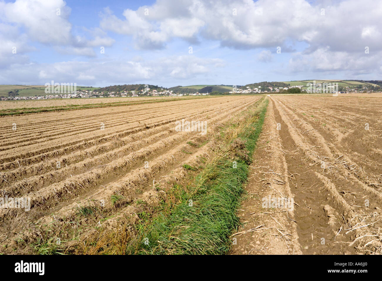 Braunton Great Field, Braunton, Devon Stock Photo - Alamy