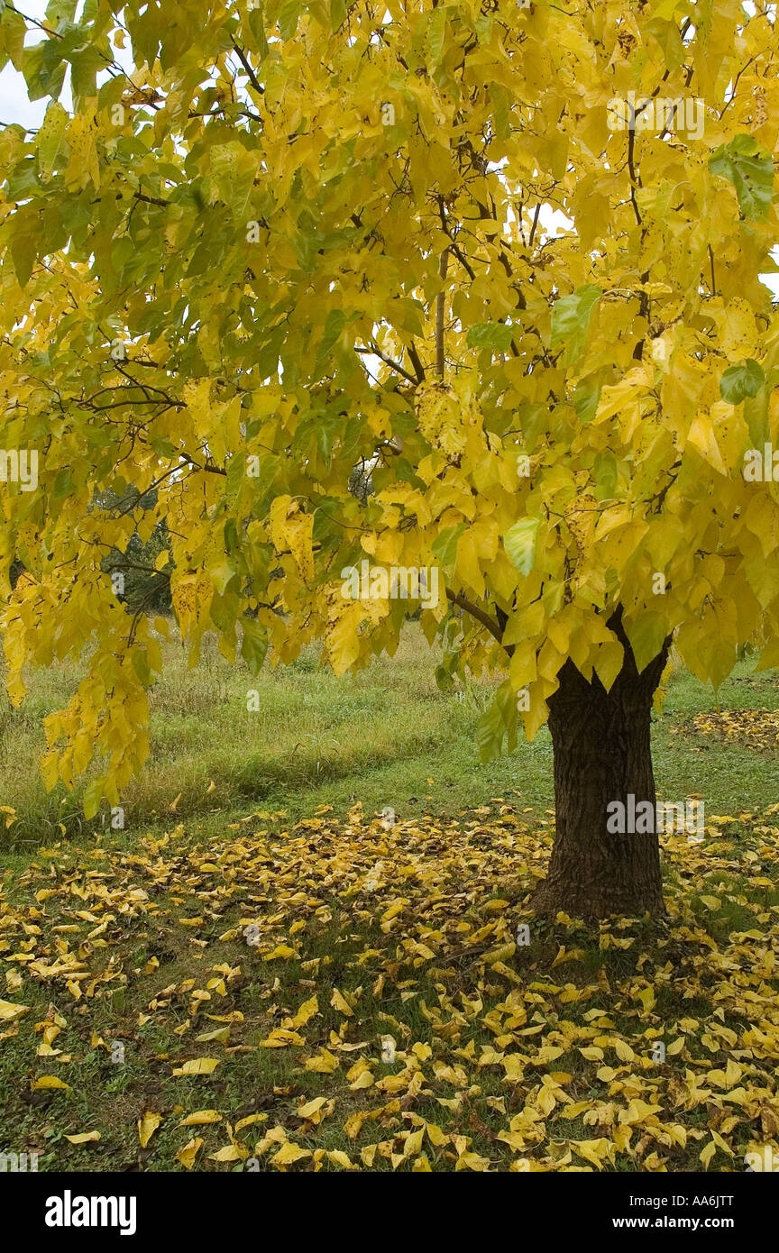 a tree in autumn Stock Photo - Alamy