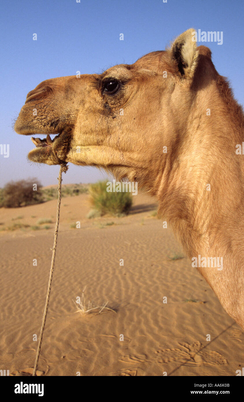 Camel - Timubktu, Sahara Desert, MALI Stock Photo - Alamy