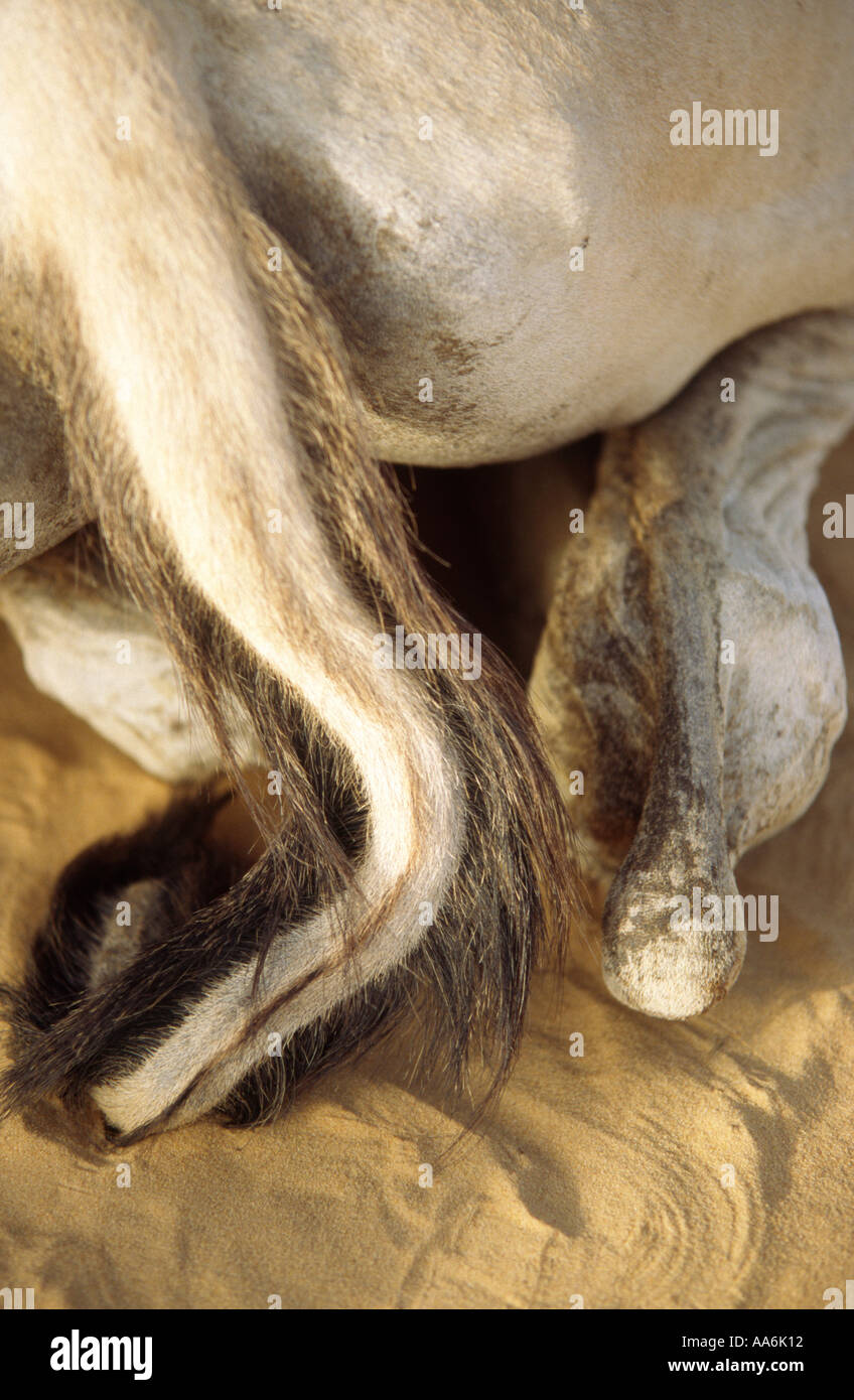 Camel tail hi-res stock photography and images - Alamy