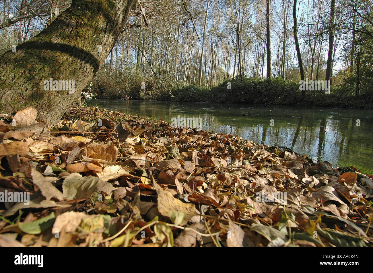 foliage in autumn Stock Photo - Alamy