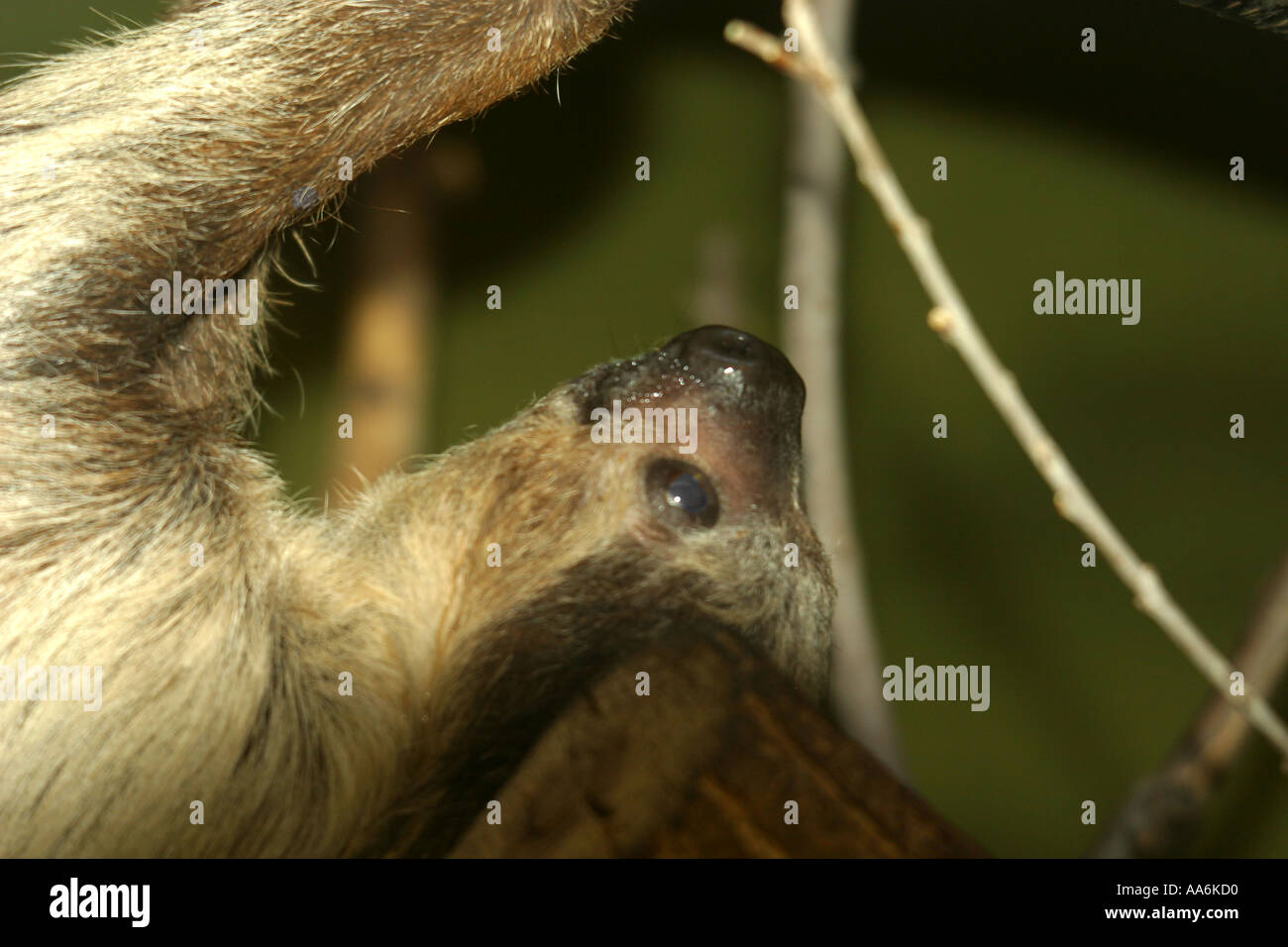 Being slow sloth hi-res stock photography and images - Alamy