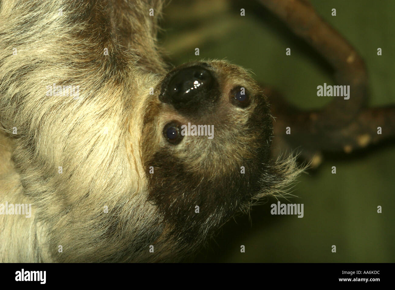 Alive living animal mammal biology zoology hi-res stock photography and ...