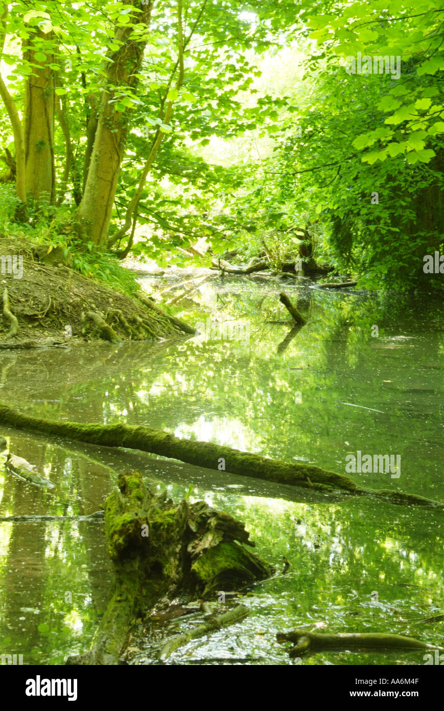 The pond said to be the source of the river Lambourn in Berkshire Stock ...