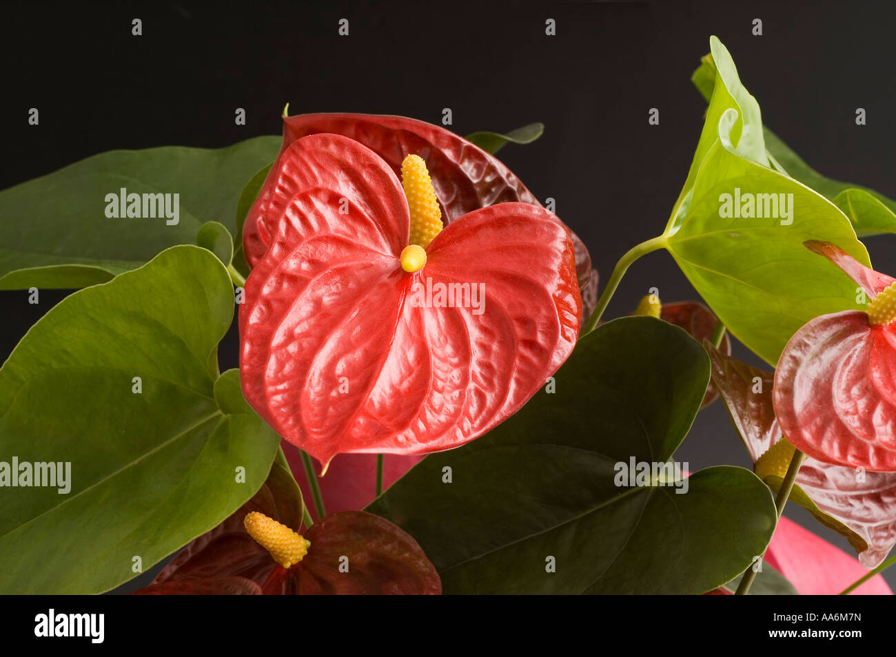 Anturio High Resolution Stock Photography and Images - Alamy