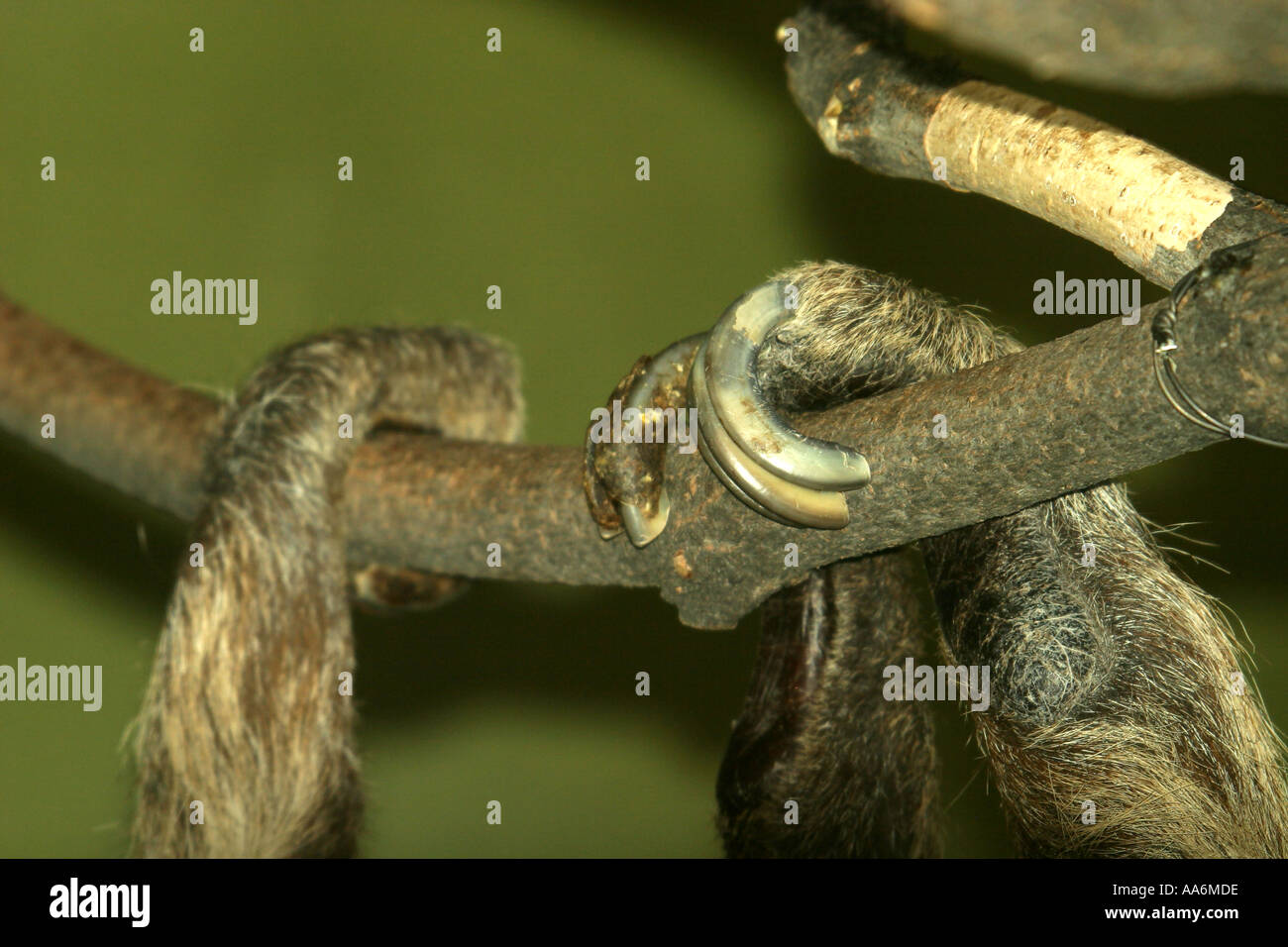 Hide claws hi-res stock photography and images - Alamy