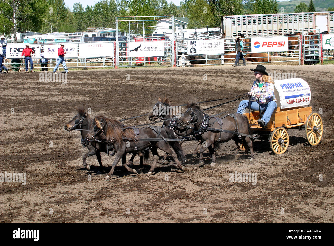 Rodeo Alberta Canada Chuck wagon racing Mini Chucks Stock Photo - Alamy