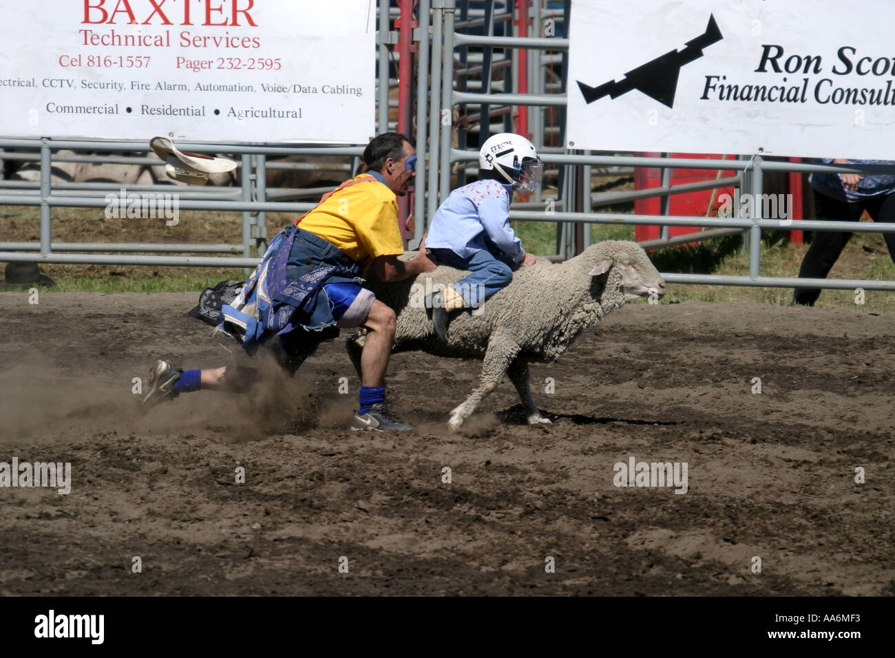 Rodeo Alberta Canada The mutton busters Stock Photo - Alamy
