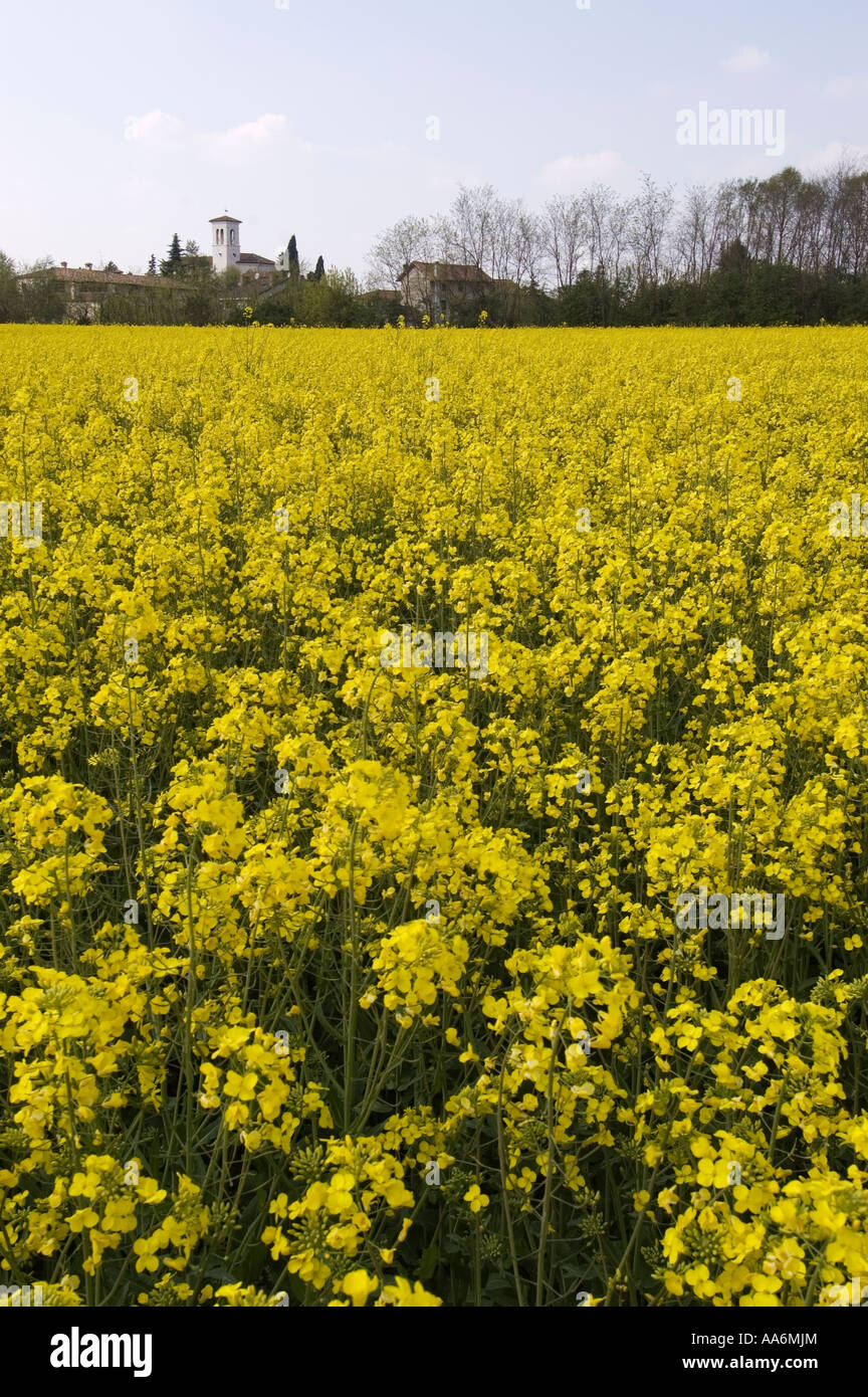 a field of colza Stock Photo - Alamy