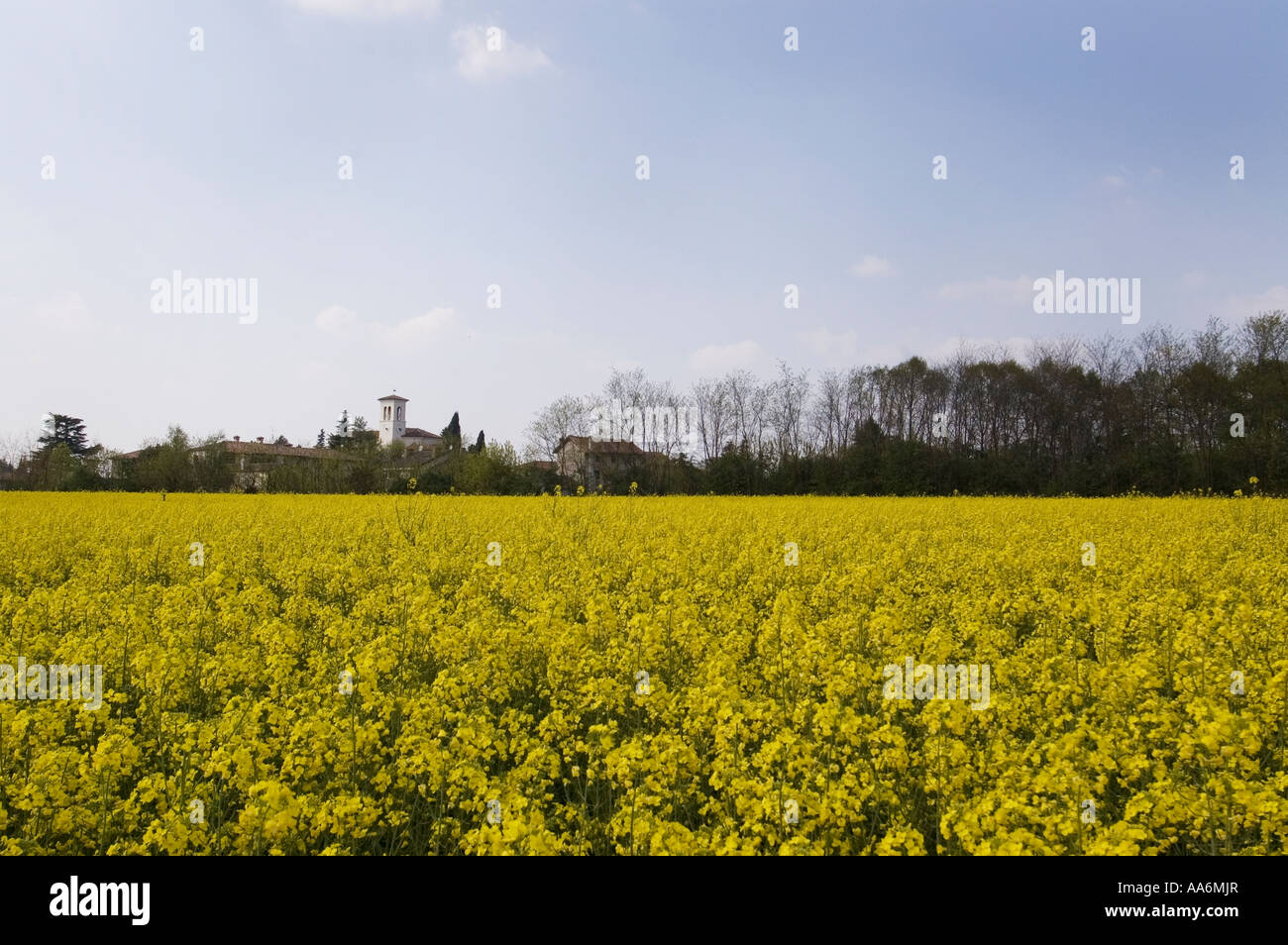 Rapaseed canola hi-res stock photography and images - Alamy