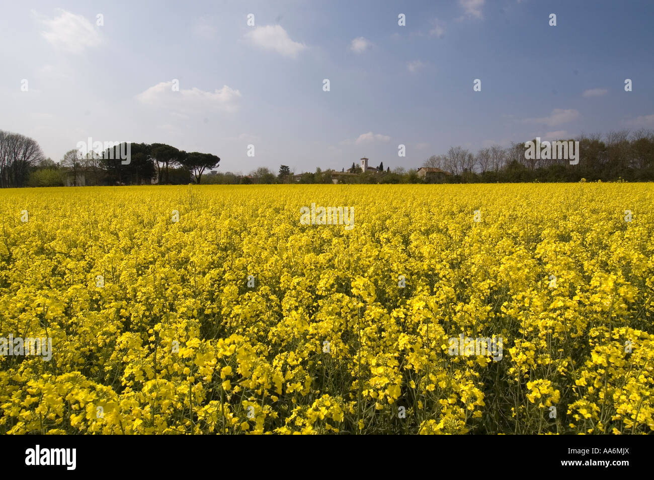 a field of colza Stock Photo - Alamy