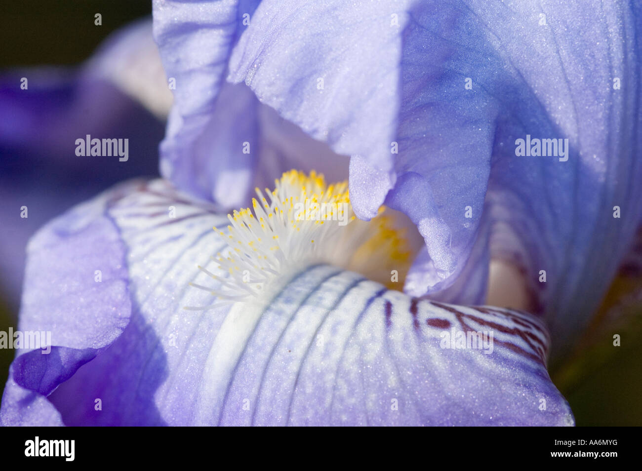 Iris "blue Denim" (pogoniris) Barbate Iridadeae Stock Photo - Alamy