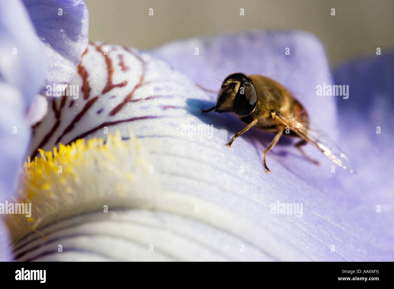 Iris "blue Denim" (pogoniris) Barbate Iridadeae Stock Photo - Alamy