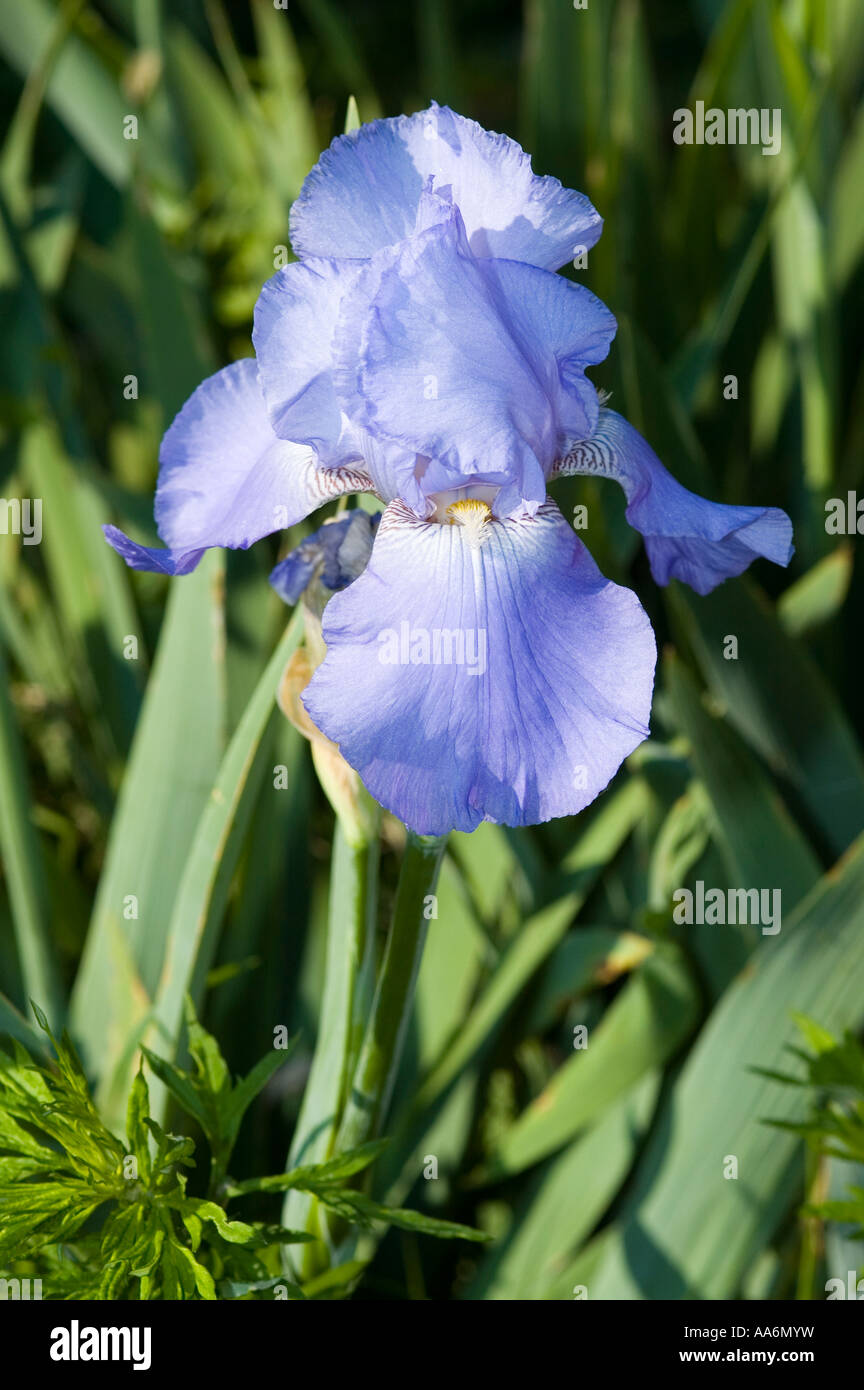 Iris "blue Denim" (pogoniris) Barbate Iridadeae Stock Photo - Alamy