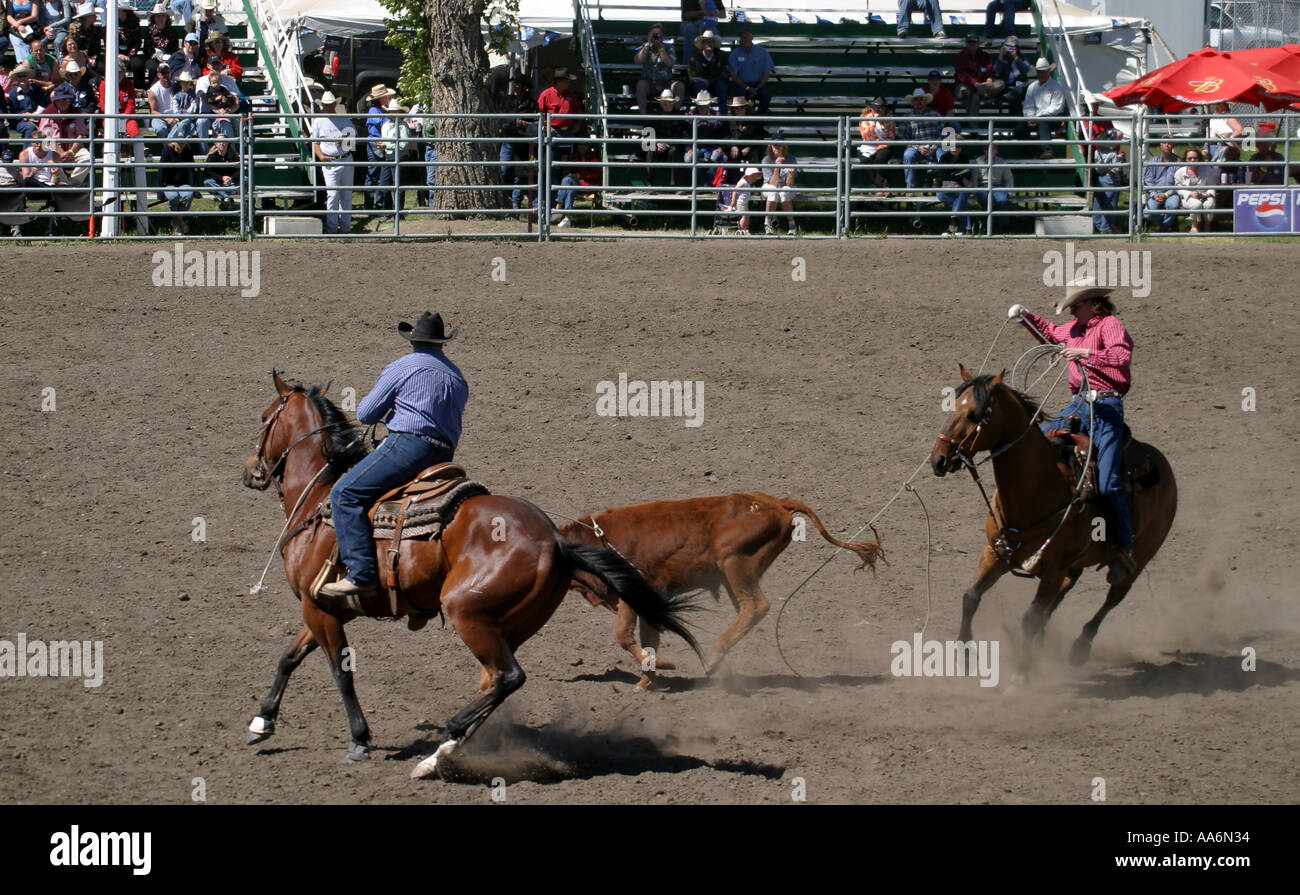 Rodeo Alberta Canada Team roping Stock Photo - Alamy