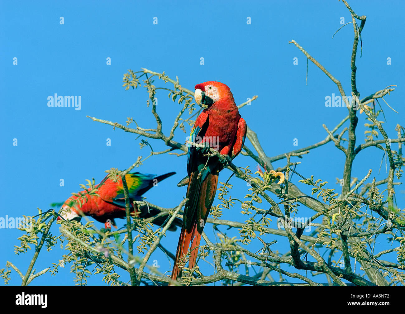 Scarlet Macaw Pair Stock Photo - Alamy