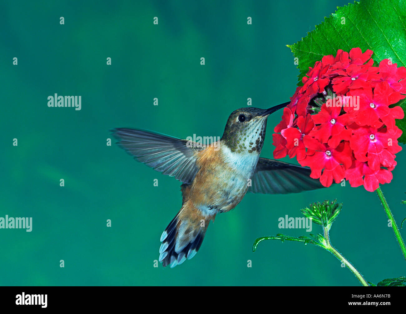 Female Rufus Hummingbird Stock Photo - Alamy