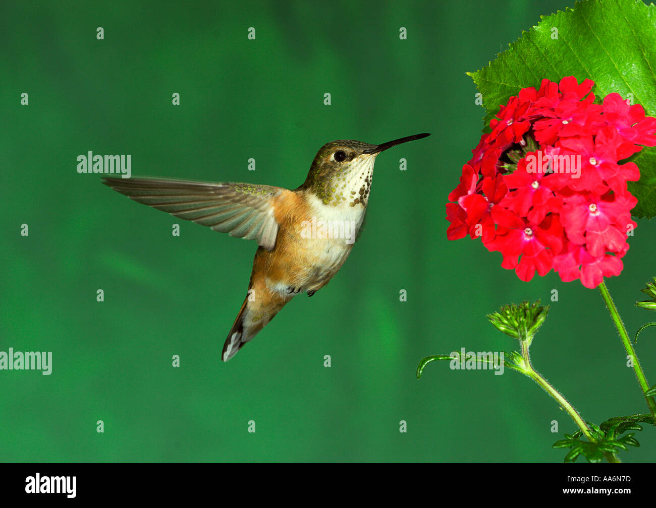 Female Rufus Hummingbird Stock Photo - Alamy