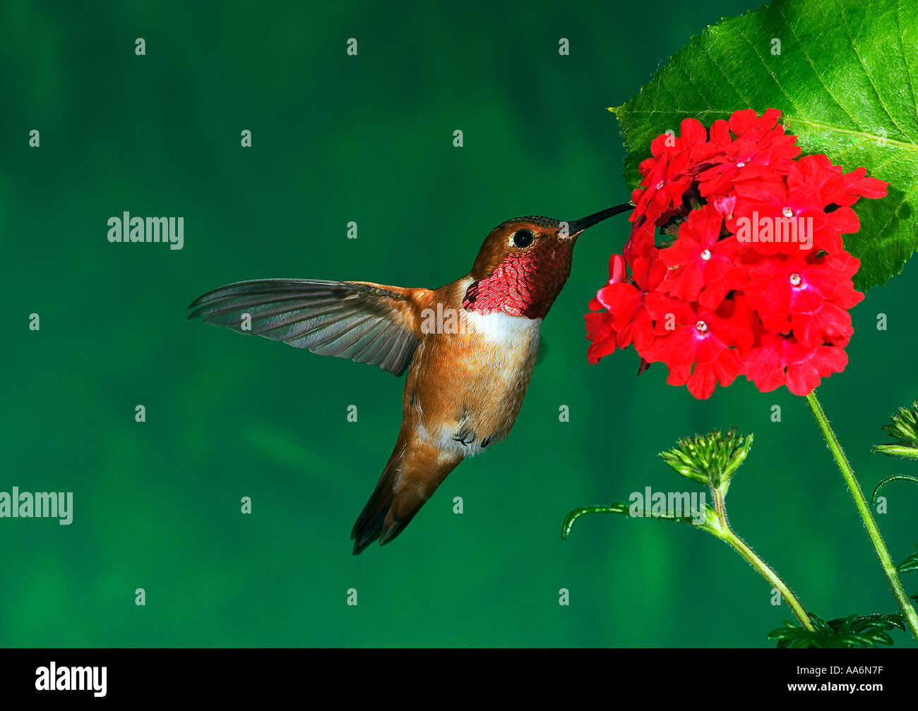 Male rufus hi-res stock photography and images - Alamy