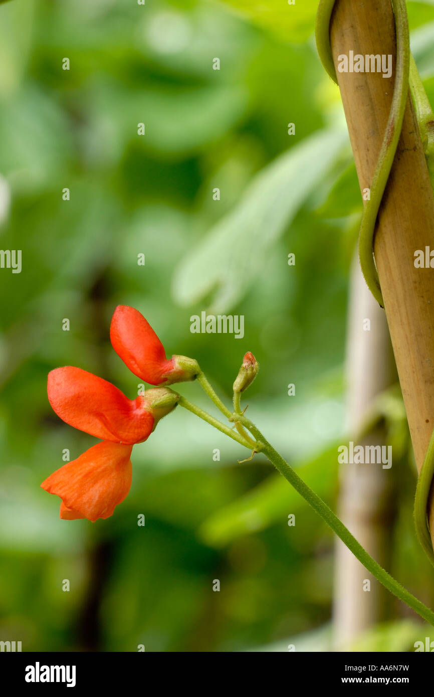 Runner Bean Flower, phaseolus coccineus variety Scarlet Emperor Stock ...