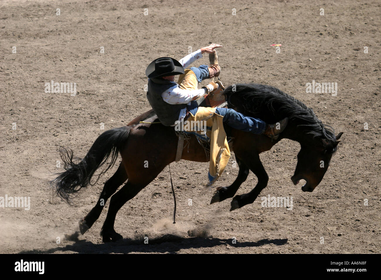 Rodeo Alberta Canada Bronco Riding Stock Photo - Alamy