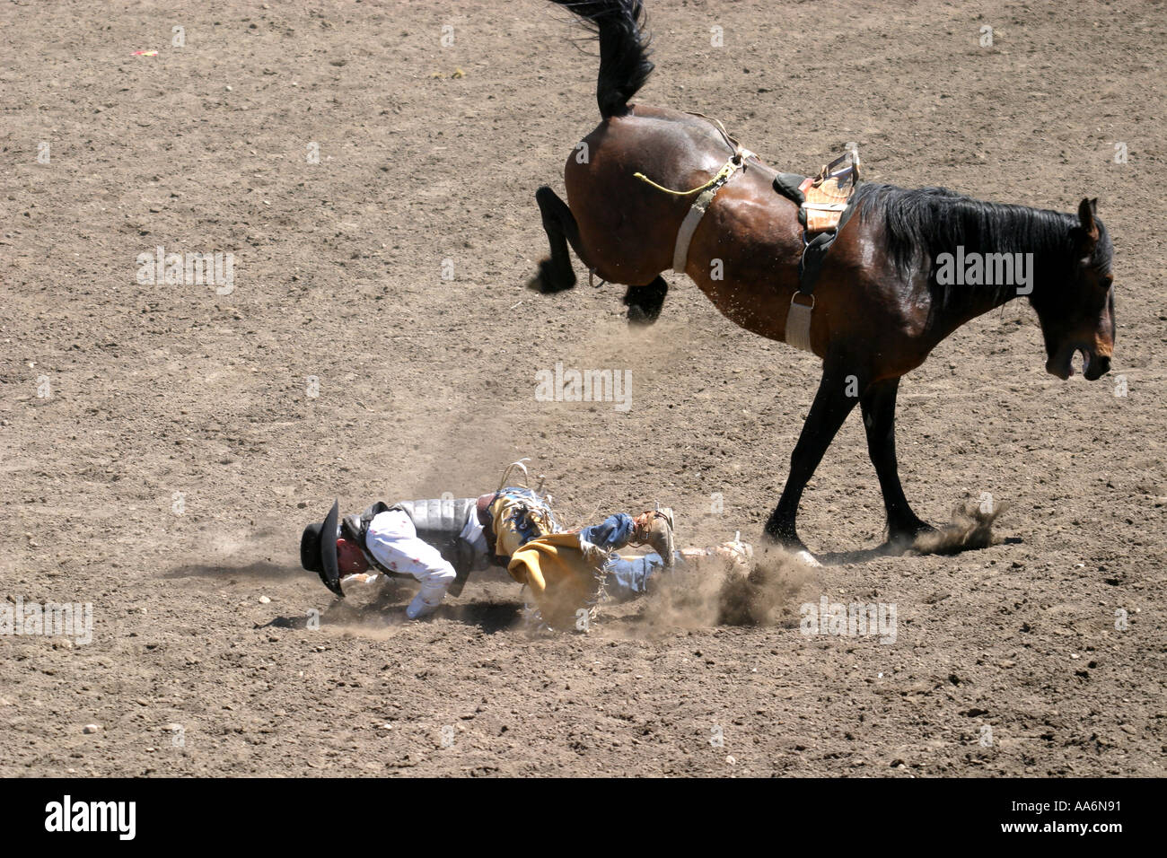 Rodeo Alberta Canada Bronco Riding Stock Photo - Alamy