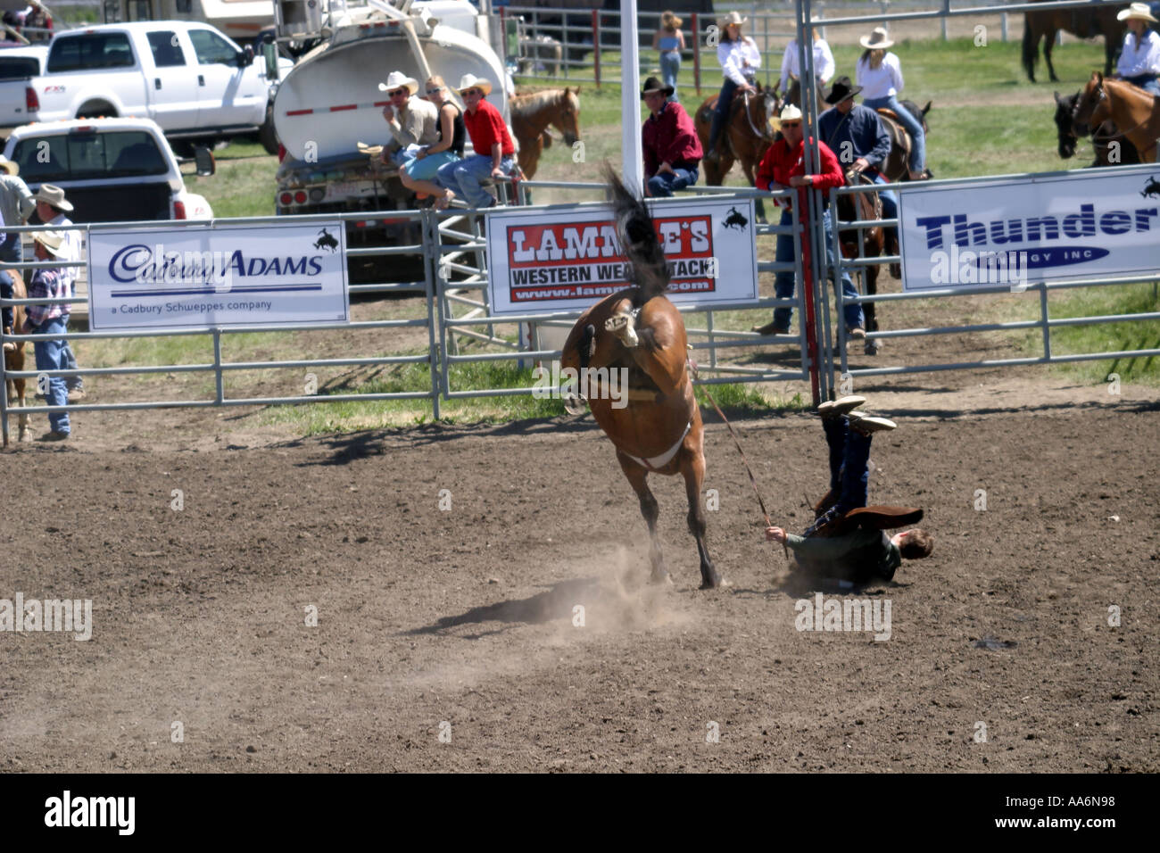 Rodeo Alberta Canada Bronco Riding Stock Photo - Alamy