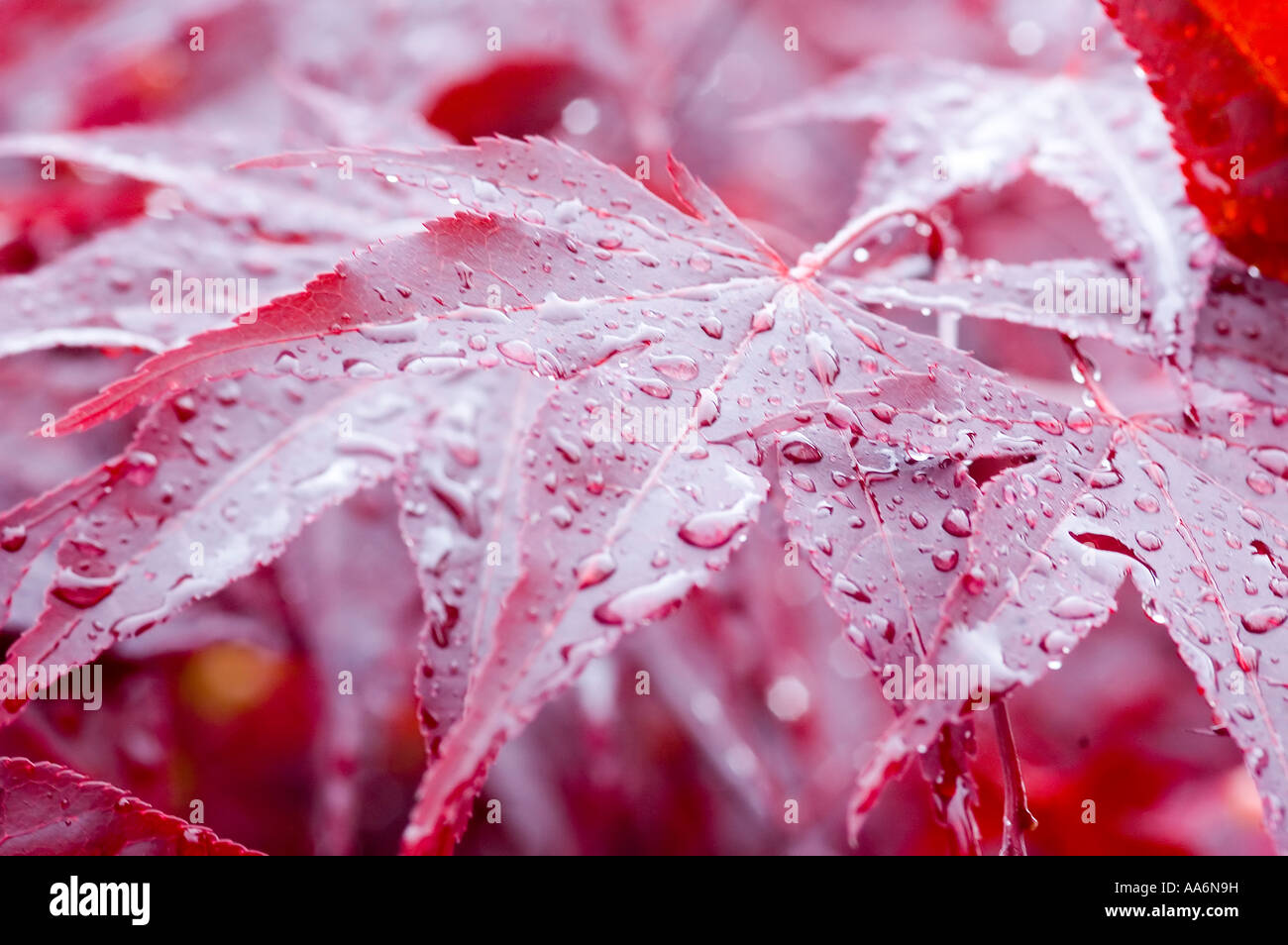 red maple leaves wet from the rain Stock Photo - Alamy