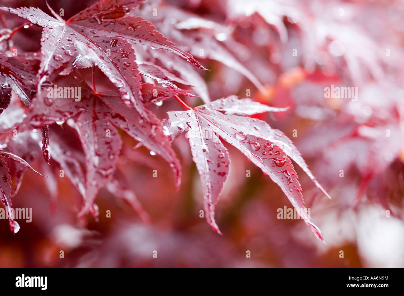 red maple leaves wet from the rain Stock Photo - Alamy