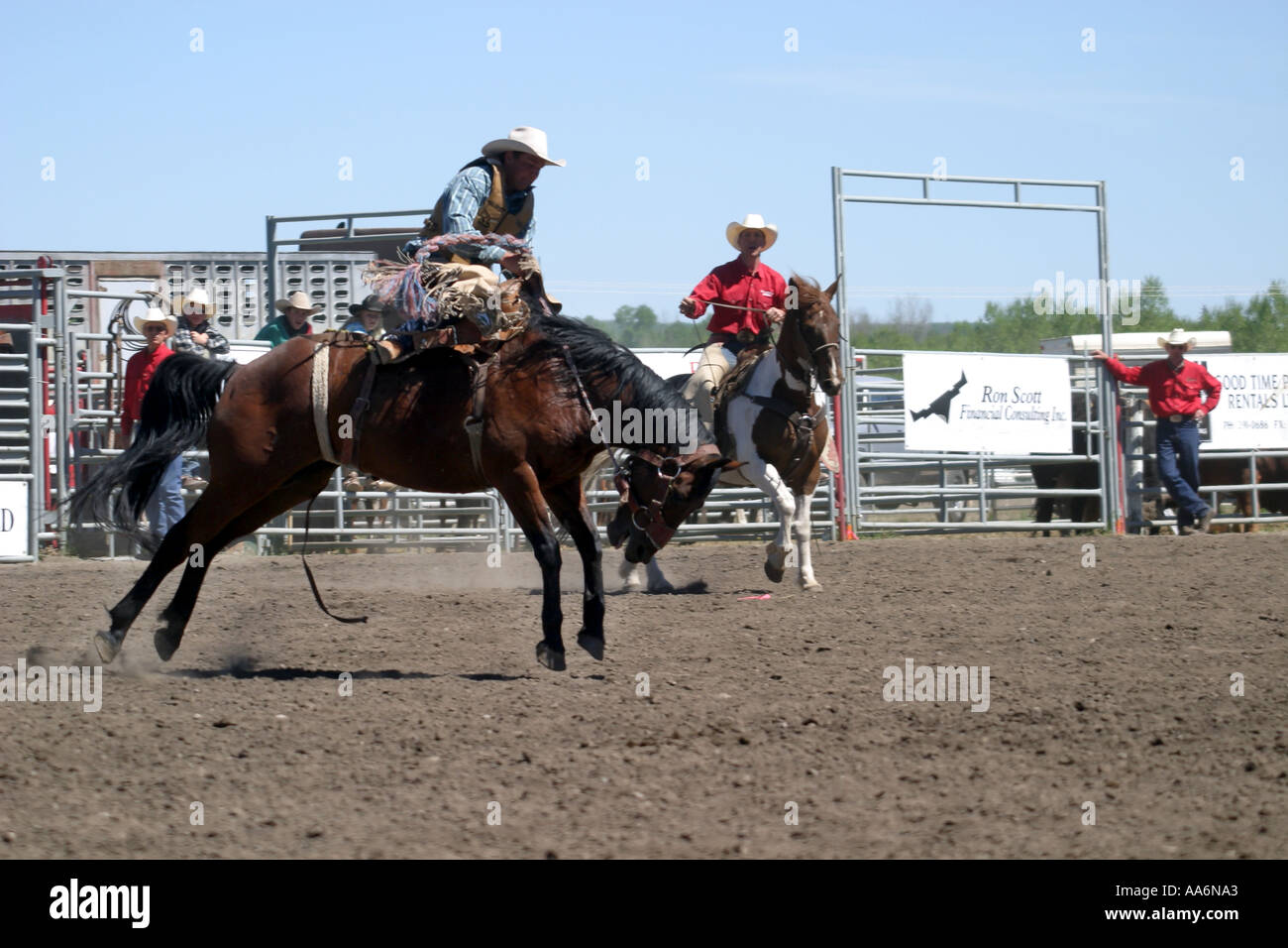 Rodeo Alberta Canada Bronco Riding Stock Photo - Alamy