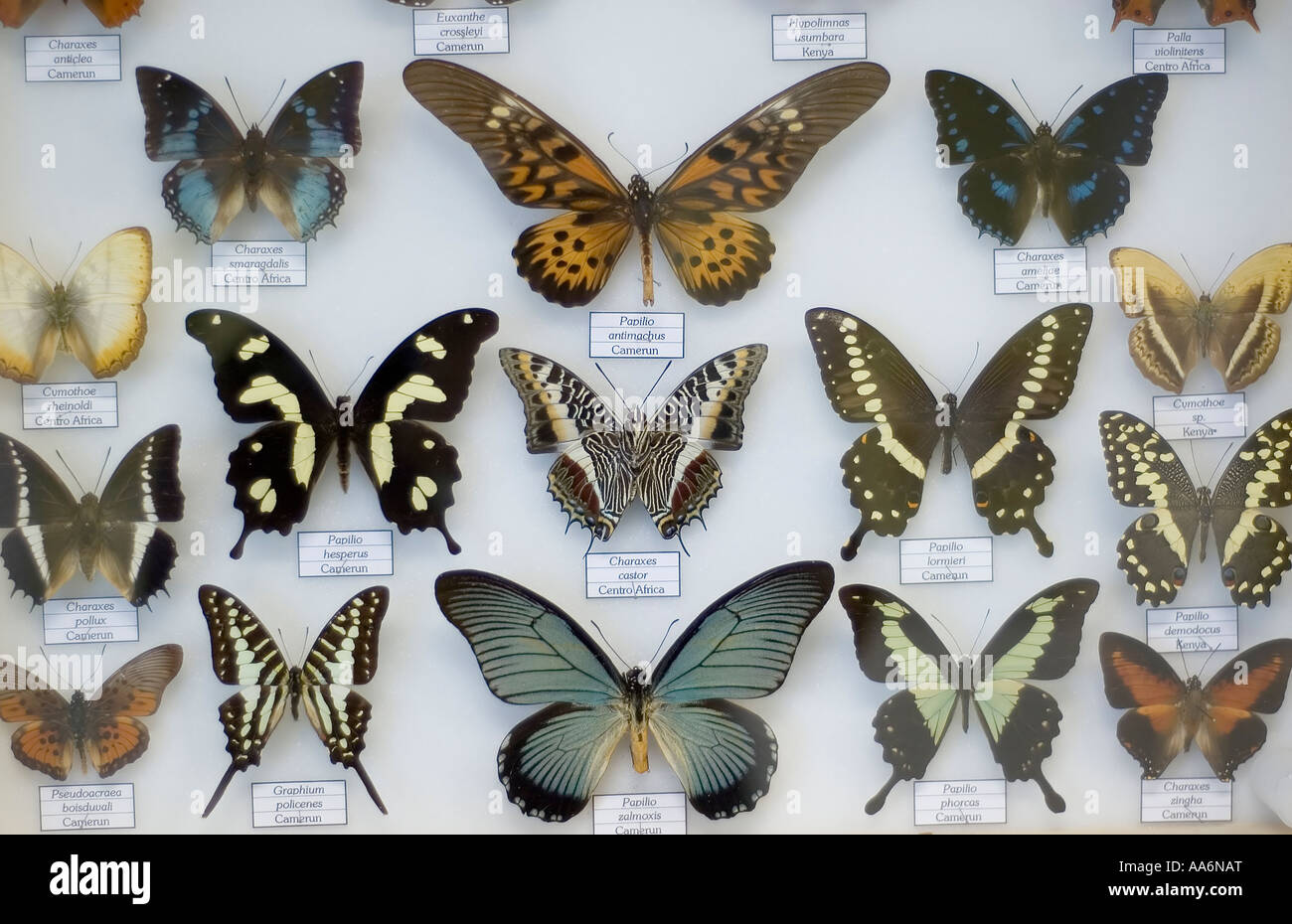Butterfly collection hi-res stock photography and images - Alamy