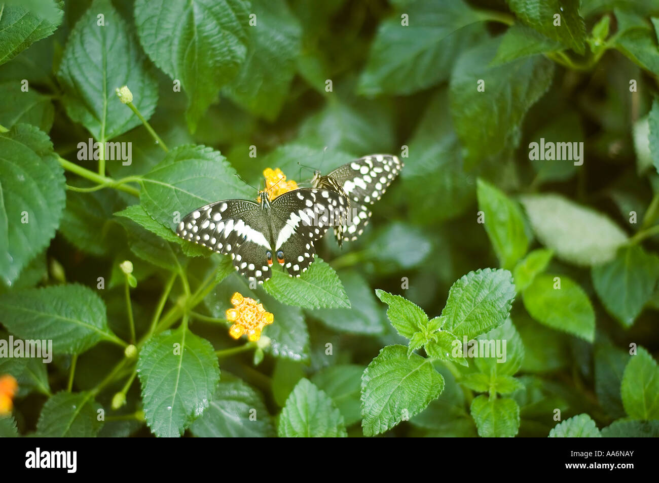 Angolanus hi-res stock photography and images - Alamy