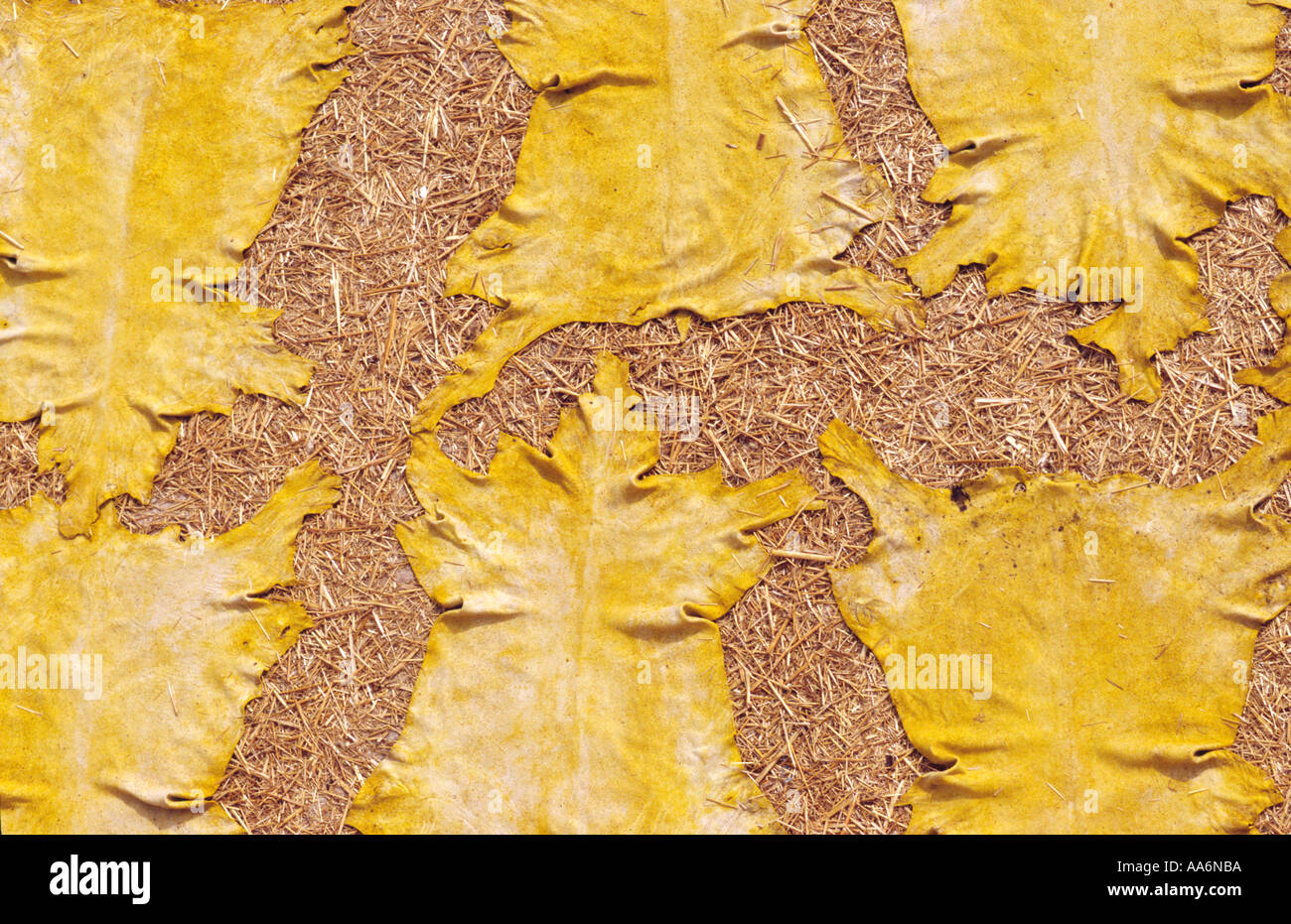 Animal hides - Fez, MOROCCO Stock Photo - Alamy