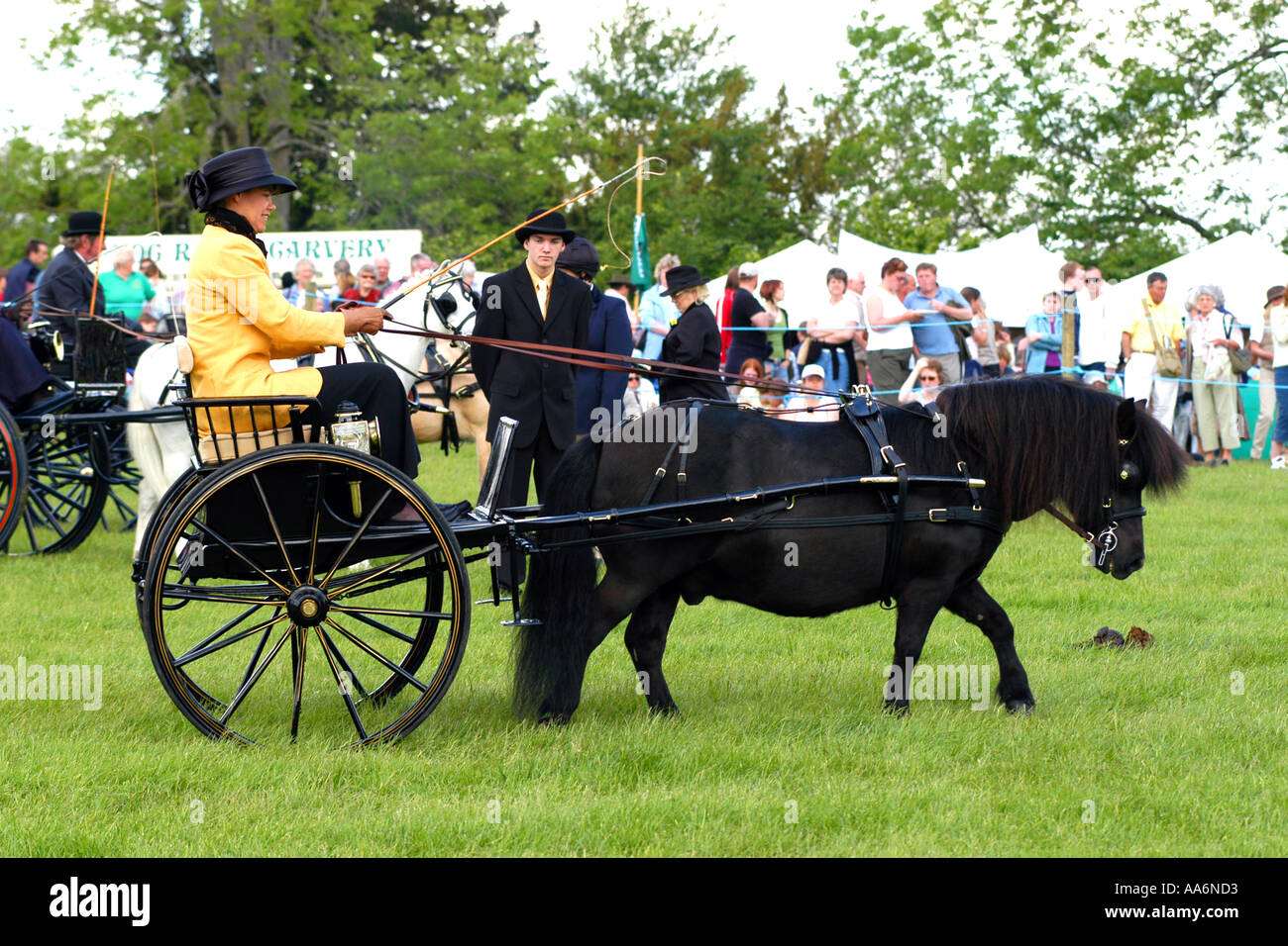 Pony and trap being driven in competition area Stock Photo - Alamy
